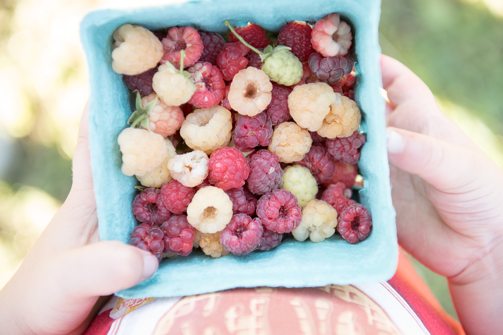 Fun with Kids: Raspberry Picking - Michele V Spring